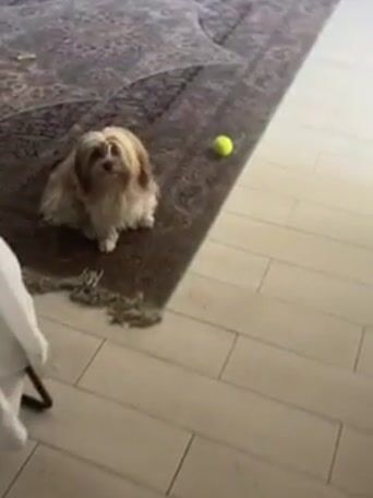 A medium shot shows a small, fluffy dog sitting on a Persian rug in a ...