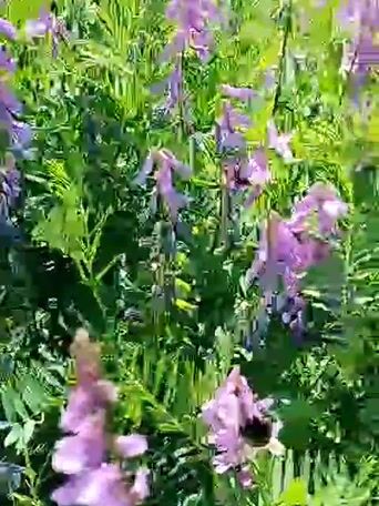 A close-up, shaky, handheld video shows a patch of purple flowers with ...